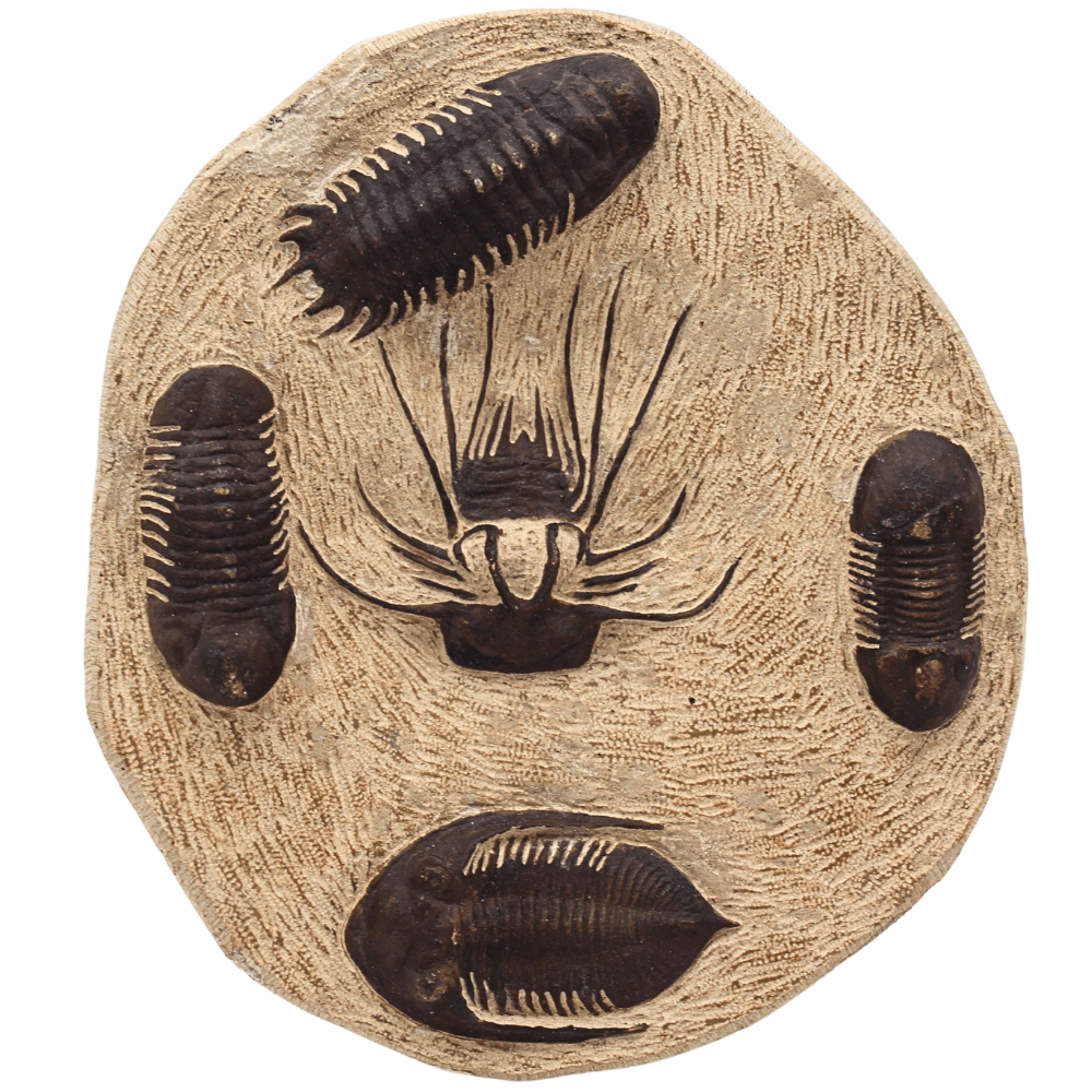 Horned & Reedops Fossils Decorative Stone Plate – Gold & Silver Pawn Shop