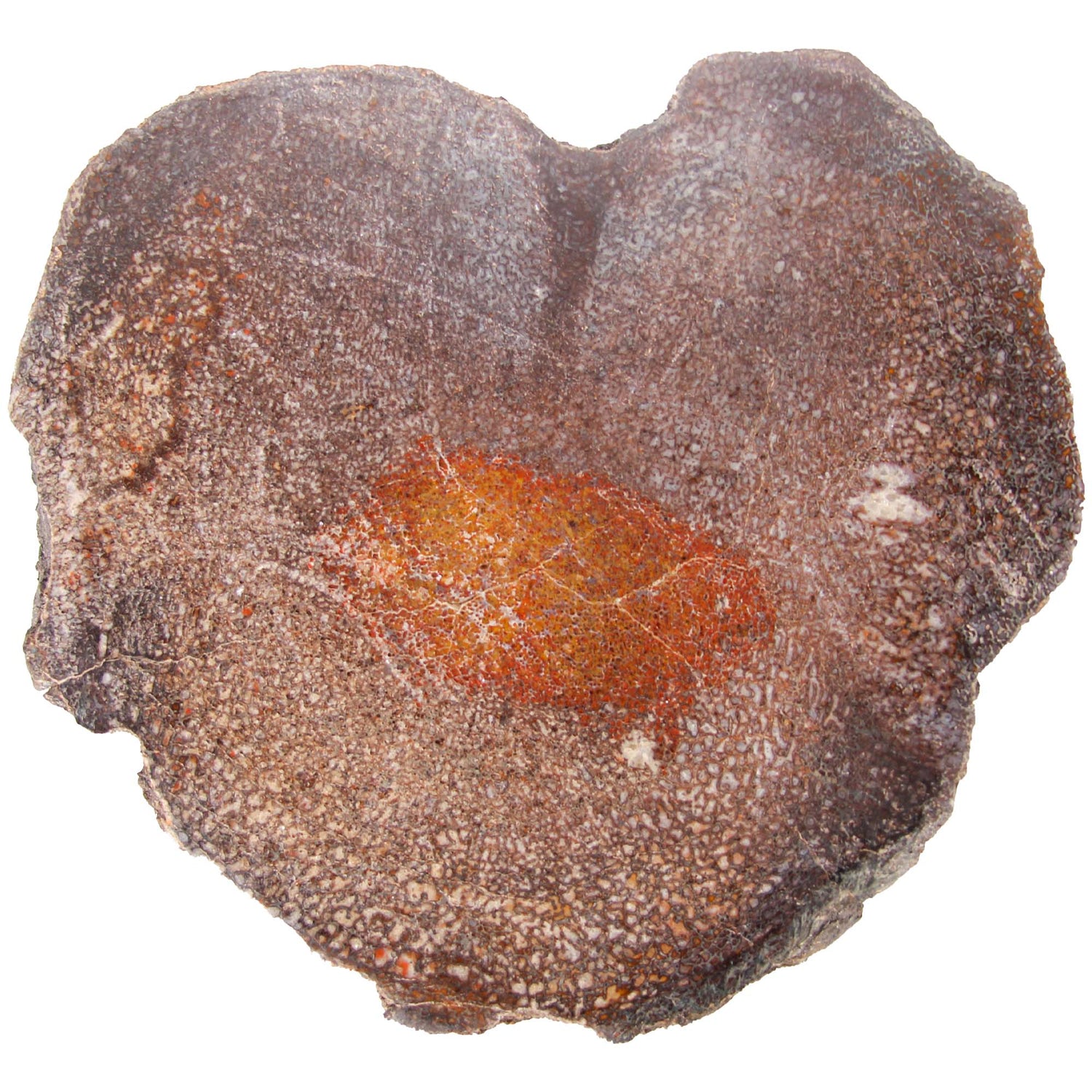 2 Polished Dinosaur Vertebrae – Gold & Silver Pawn Shop